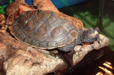 Testoasa harta falsa Graptemys pseudogeographica pseudogeographica ...